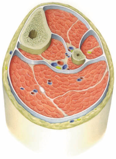 Stephan Spitzer Atelier für Medizinische Illustration