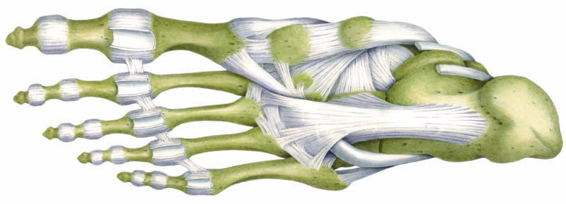 Stephan Spitzer Atelier für Medizinische Illustration