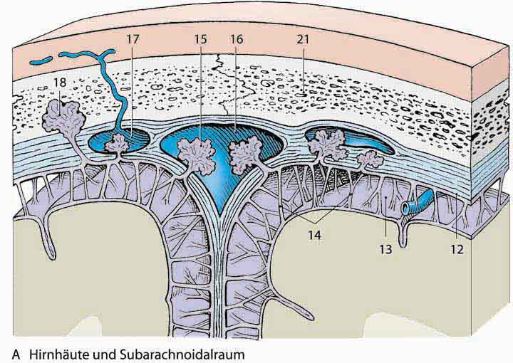Stephan Spitzer Atelier für Medizinische Illustration