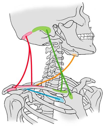 Stephan Spitzer Atelier für Medizinische Illustration