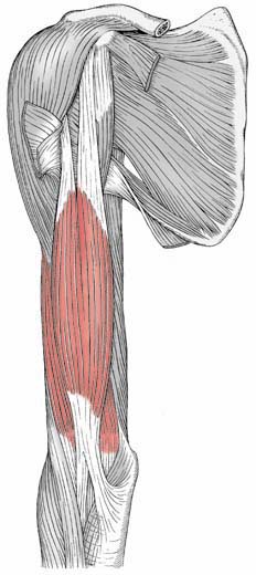 Stephan Spitzer Atelier für Medizinische Illustration