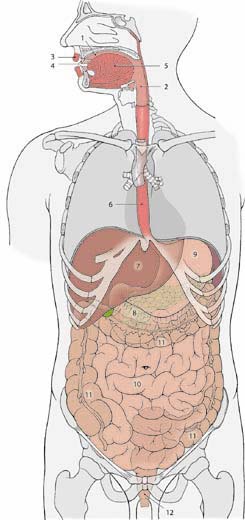 Stephan Spitzer Atelier für Medizinische Illustration
