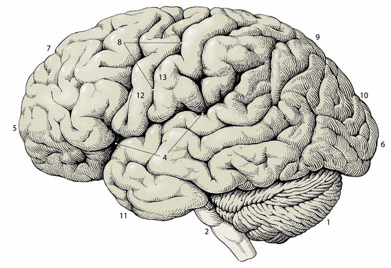 Stephan Spitzer Atelier für Medizinische Illustration