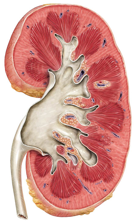 Stephan Spitzer Atelier für Medizinische Illustration