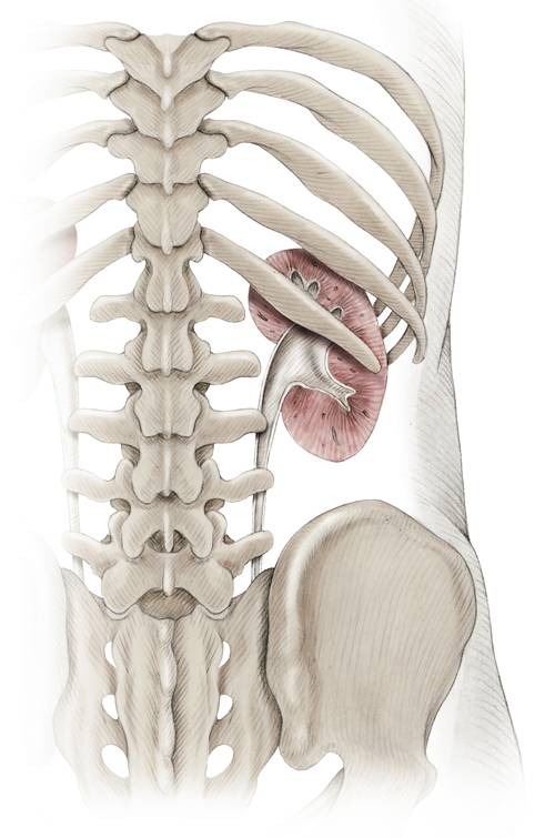 Stephan Spitzer Atelier für Medizinische Illustration