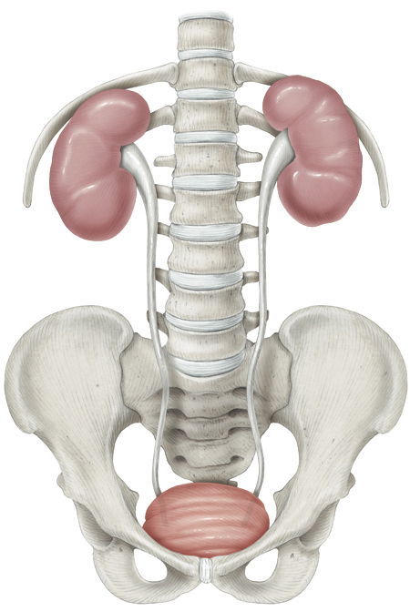 Stephan Spitzer Atelier für Medizinische Illustration