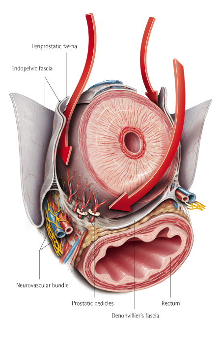 Stephan Spitzer Atelier für Medizinische Illustration