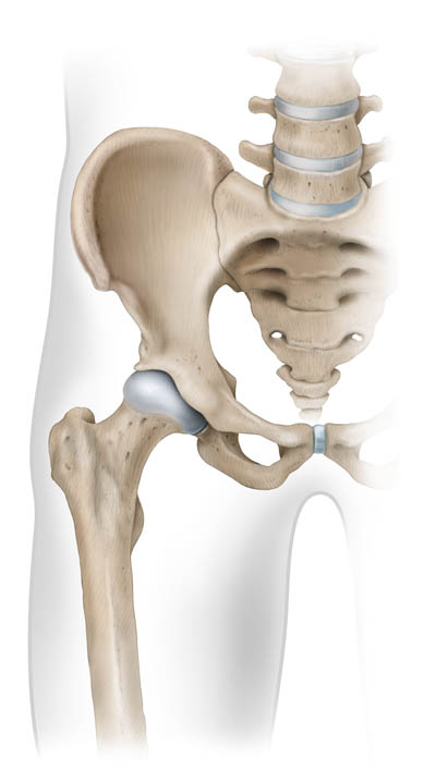 Stephan Spitzer Atelier für Medizinische Illustration