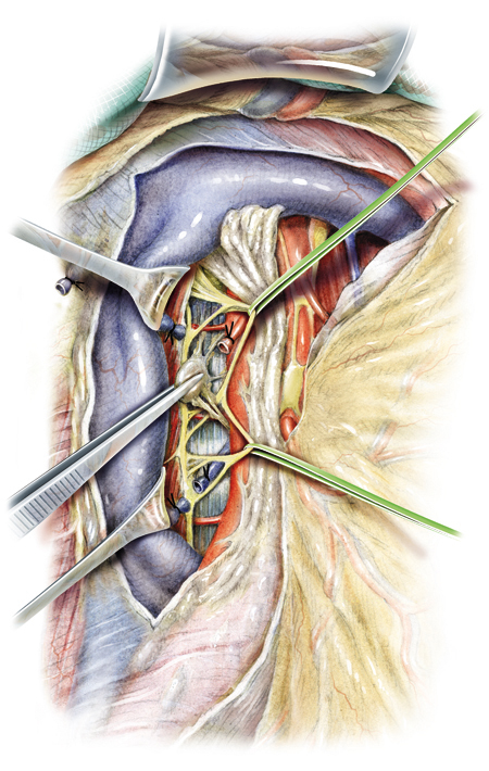 Stephan Spitzer Atelier für Medizinische Illustration