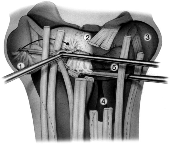 Stephan Spitzer Atelier für Medizinische Illustration