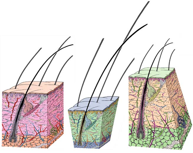 Stephan Spitzer Atelier für Medizinische Illustration