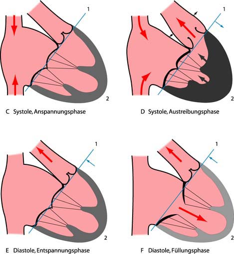 Stephan Spitzer Atelier für Medizinische Illustration
