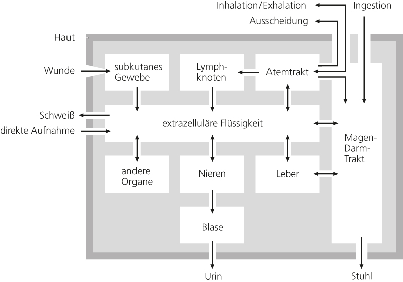 Stephan Spitzer Atelier für Medizinische Illustration