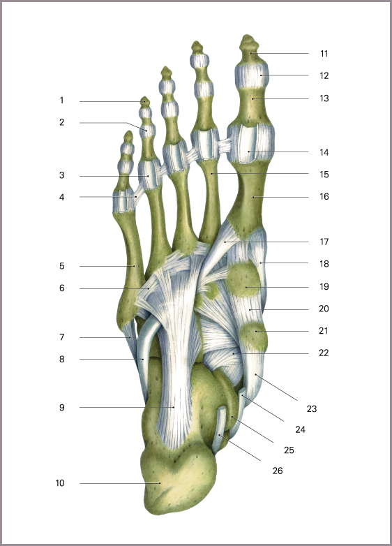 Stephan Spitzer Atelier für Medizinische Illustration